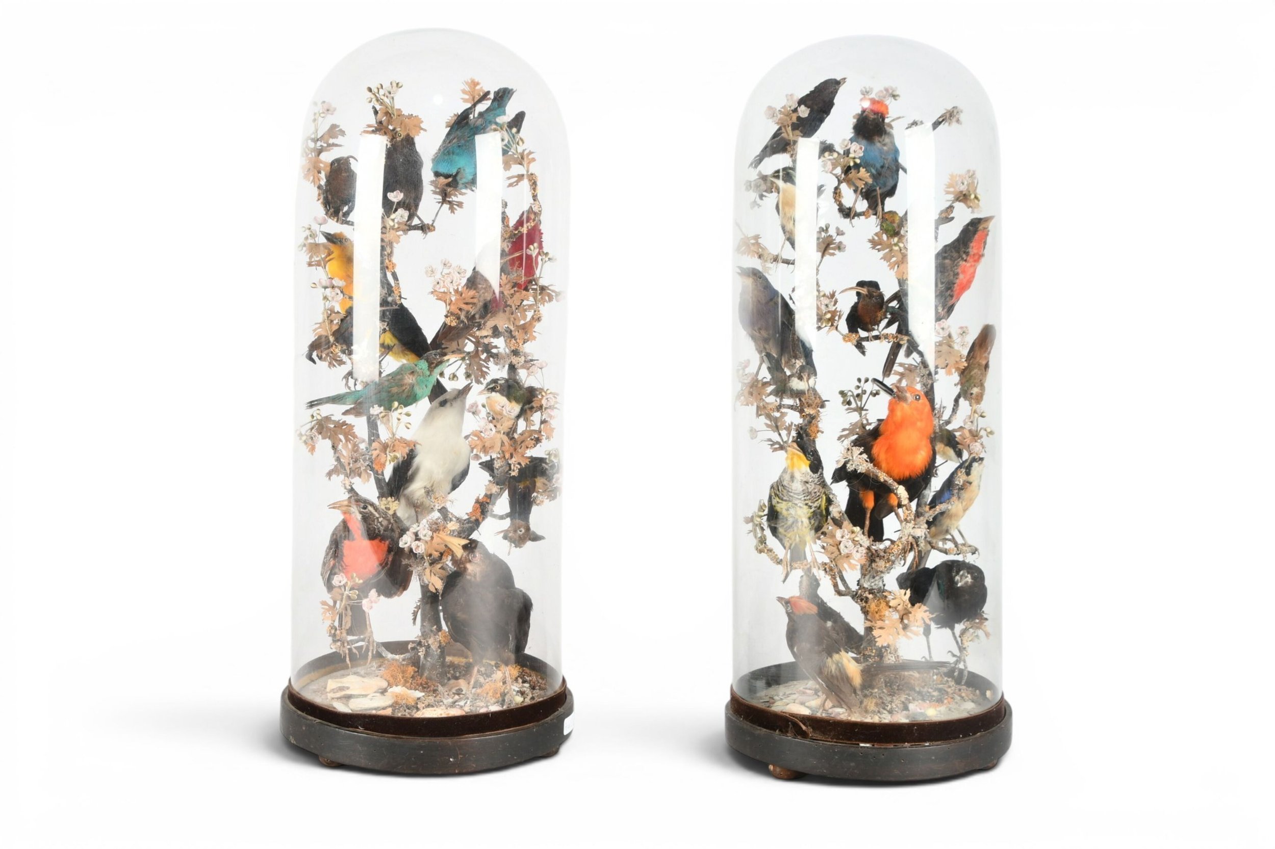 DIORAMAS (paire de) à sujet d'oiseaux... | Histoire Naturelle: enchères