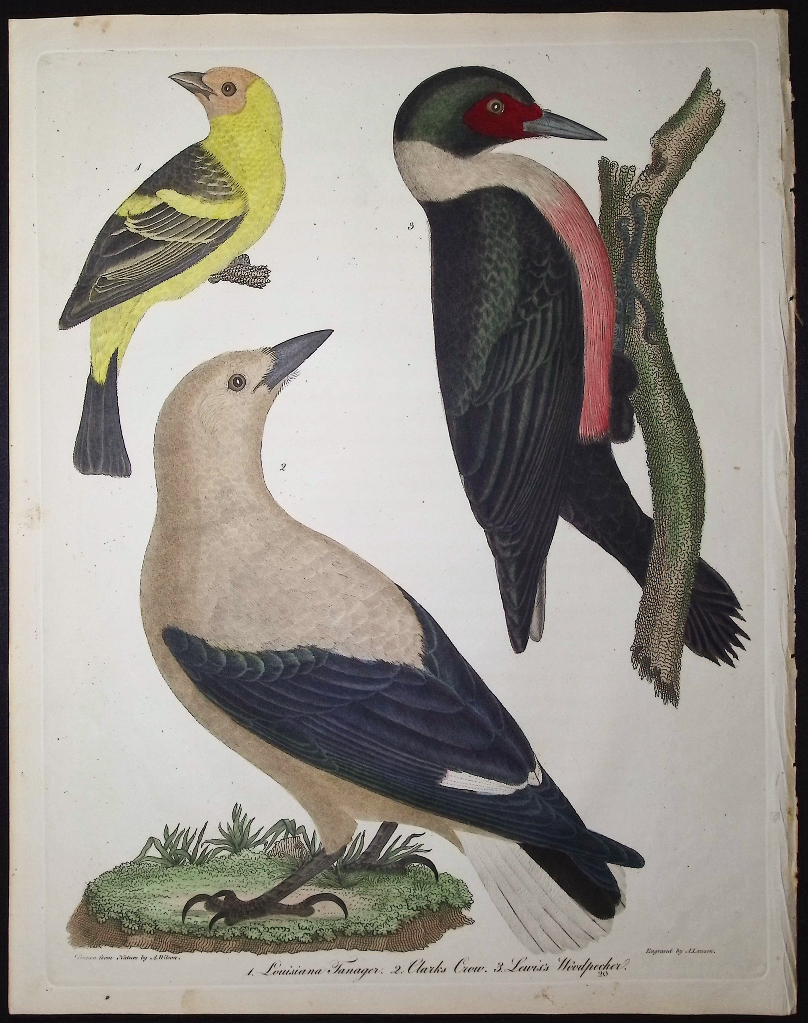 Wilson - Louisana Tanager, Clarks Crow, Lewis's Wo... | Old books: bids