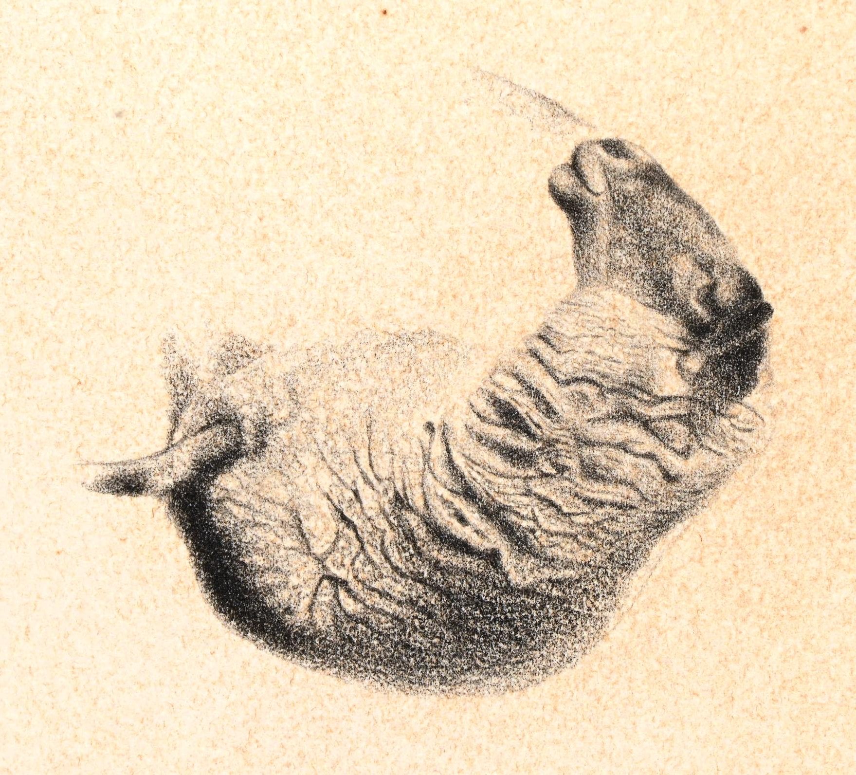Roger NELLENS (1937–2021) Sheep Drawing on pa... | Works on paper: bids