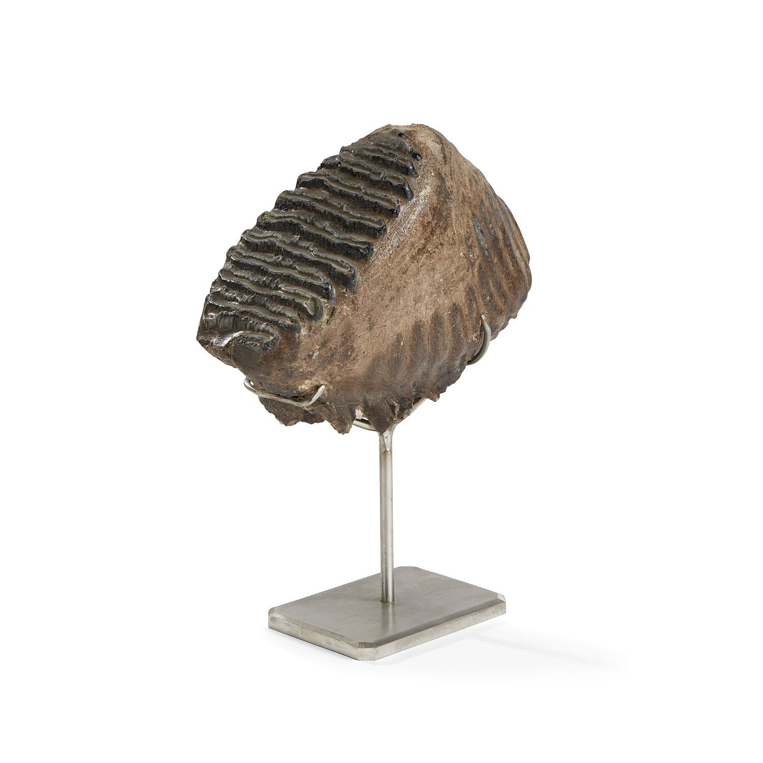DENT DE MAMMOUTH (PRIMIGENIUS), MER D... | Histoire Naturelle: enchères